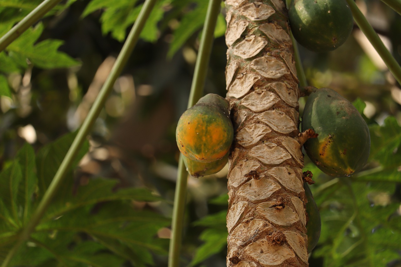 e3arabi - إي عربي – طريقة تطعيم أشجار البابايا